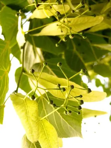 Интернет-ресурс FANTOM: от транскрипционного ландшафта млекопитающих к ...